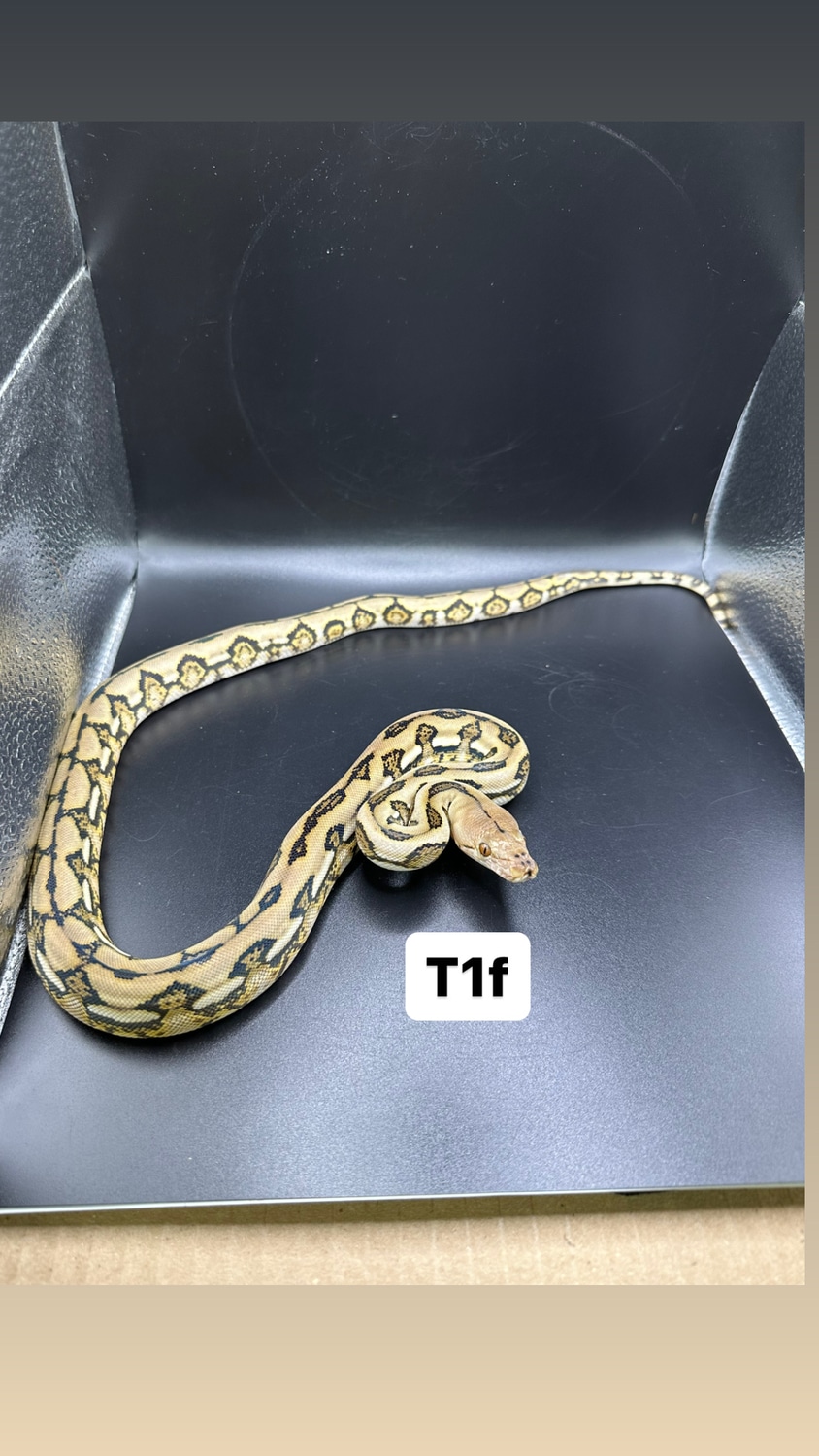 Tiger 66% Het Anthrax Reticulated Python by D-Rassic Park - MorphMarket