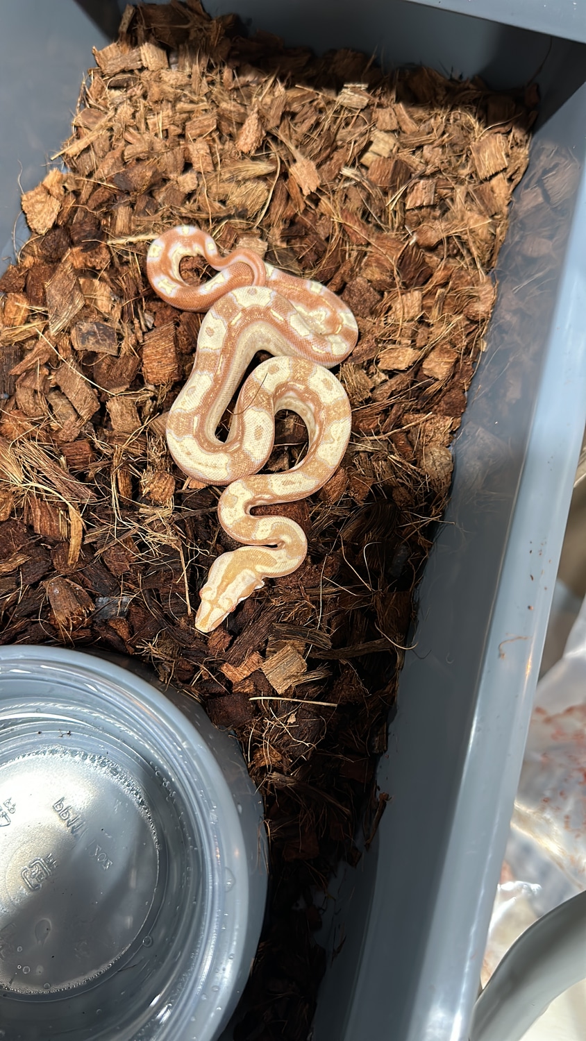 Sharp Albino Inca Boa Constrictor by D-Rassic Park - MorphMarket