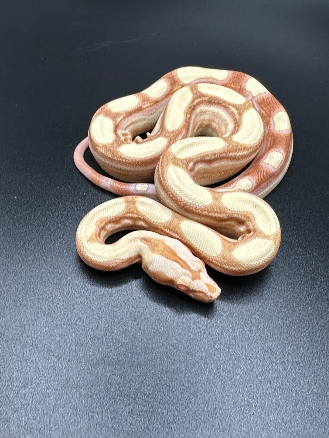 Sharp Albino Inca Jungle Boa Constrictor by D-Rassic Park - MorphMarket