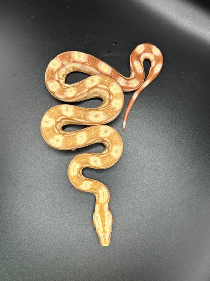 Sharp Albino Inca Boa Constrictor by D-Rassic Park