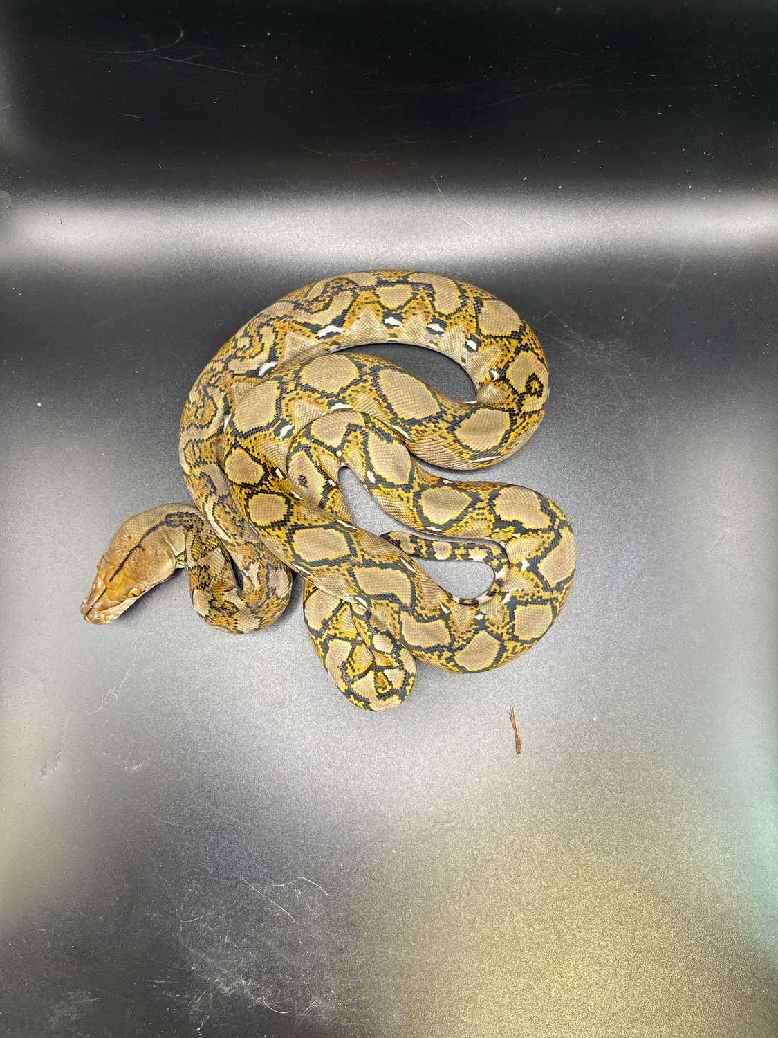 Het OGS 66% Genetic Stripe Reticulated Python by D-Rassic Park ...