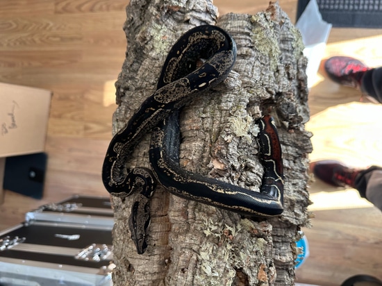 Summit Pastel Img Jungle Het Khal Pos Het Anery 1 Boa Constrictor by D ...