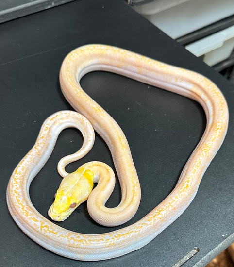 Lavender Albino Pied Reticulated Python by D-Rassic Park