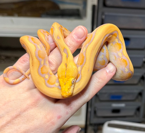 Purple Albino Het Pied Reticulated Python by D-Rassic Park