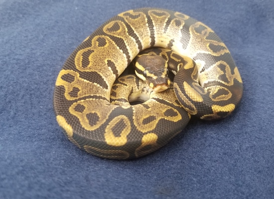 Sable Ball Python by Thumb Balls Ball Pythons