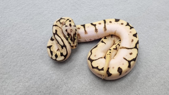 Sugar Bee Ball Python by Thumb Balls Ball Pythons