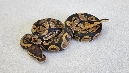 Normal 50% Het Ghost Ball Python by Thumb Balls Ball Pythons
