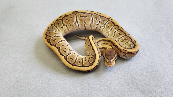 Mystic Pinstripe 50% Het Ghost Ball Python by Thumb Balls Ball Pythons