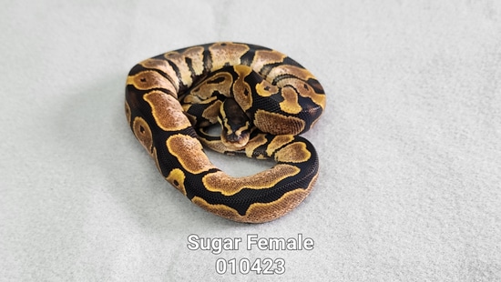 Sugar Ball Python by Thumb Balls Ball Pythons