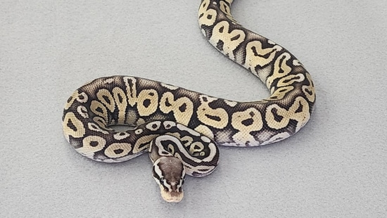 Super Pastel Het Red Axanthic Ball Python by Thumb Balls Ball Pythons