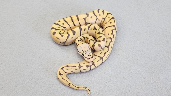 Killer Bee Het Clown Ball Python by Thumb Balls Ball Pythons