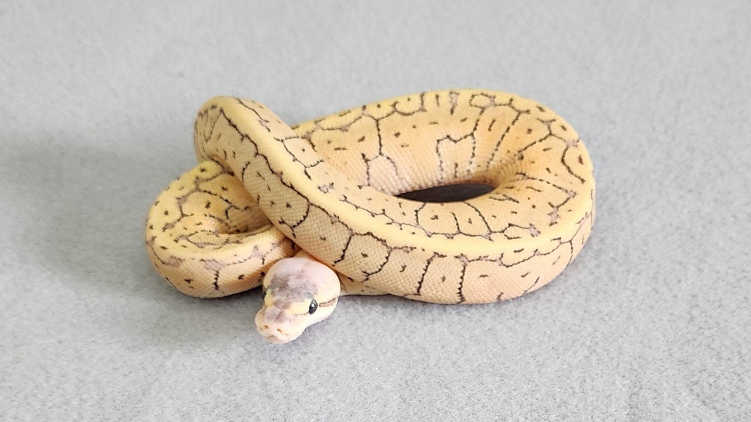 Killer Dragonfly Ball Python by Thumb Balls Ball Pythons - MorphMarket