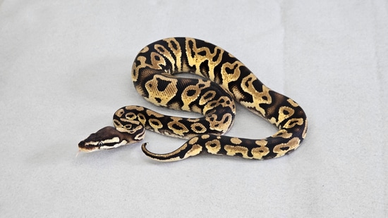 Pastel Yellowbelly/Gravel Ball Python by Thumb Balls Ball Pythons