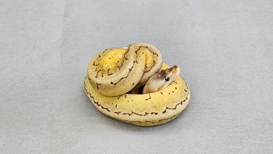 Killer Dragonfly Ball Python by Thumb Balls Ball Pythons