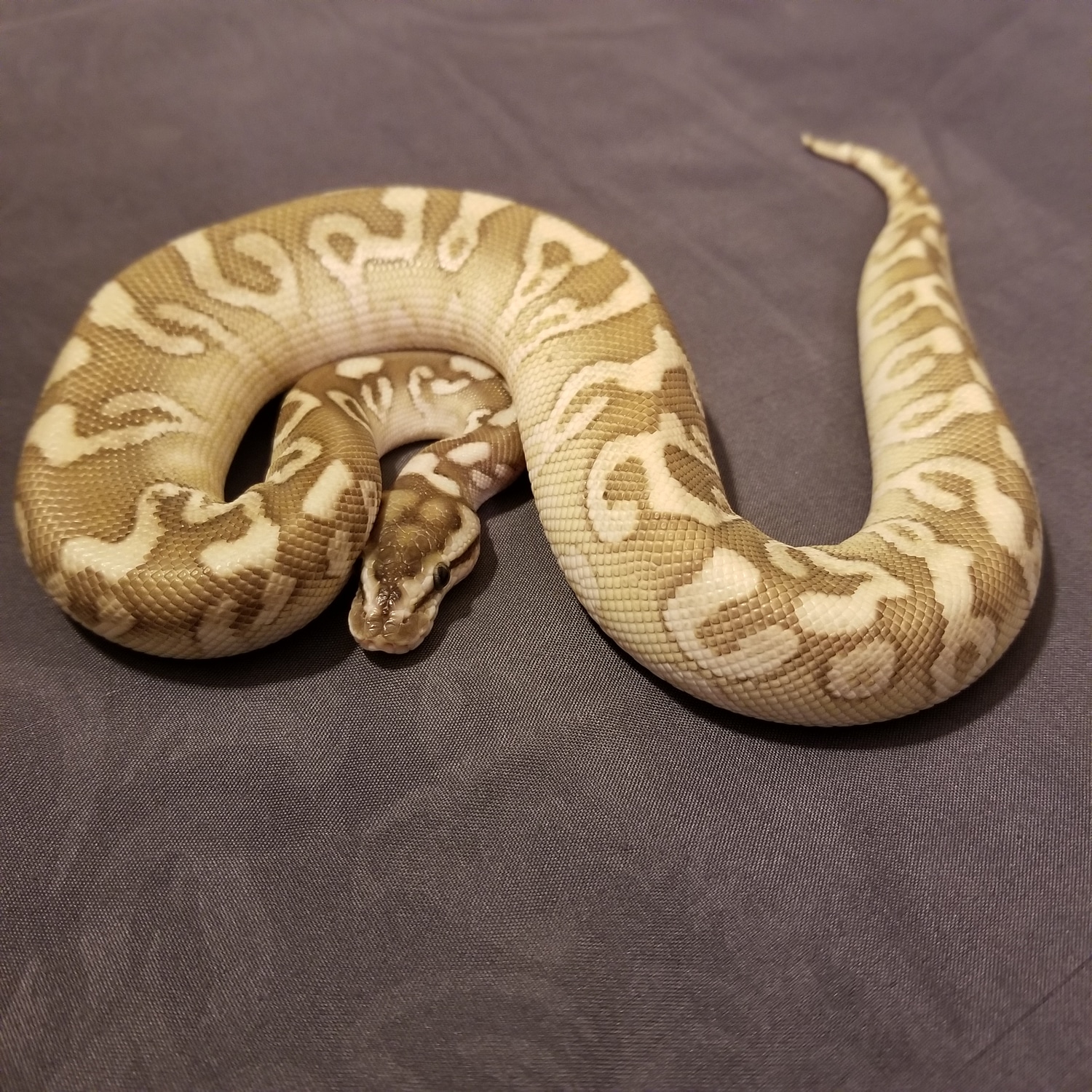 HGW Butter Pastel Ball Python by Sadistic Serpents - MorphMarket