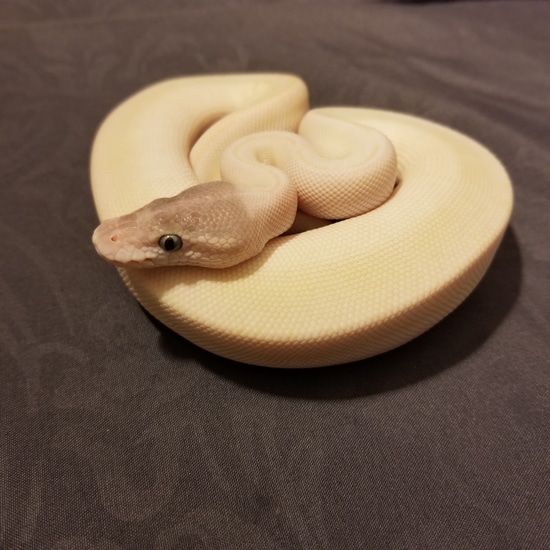 Blue Eyed Lucy Ball Python by Sadistic Serpents