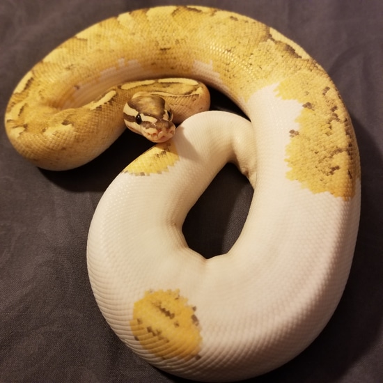Disco Inferno Ball Python by Sadistic Serpents