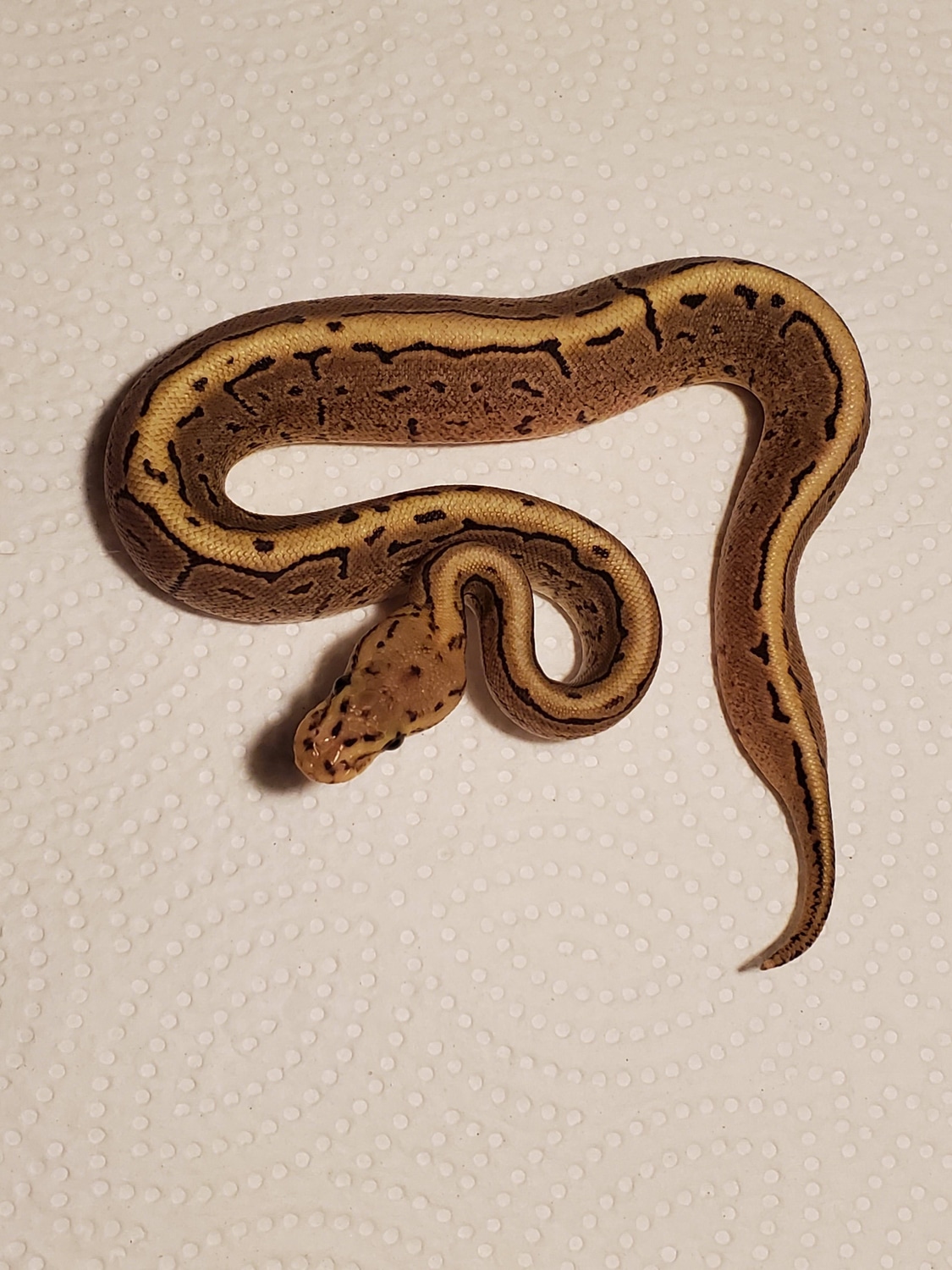 Fire Pinstripe Spotnose Ball Python by TND Reptiles - MorphMarket