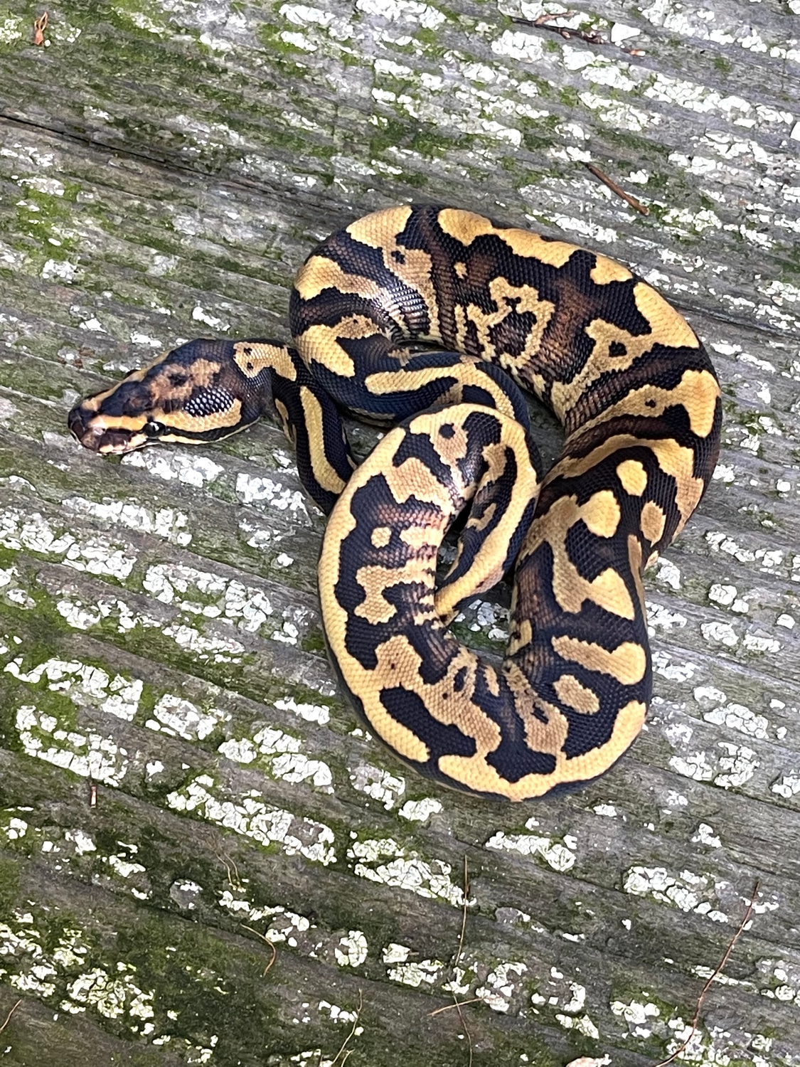 Confusion Yellow Belly Vanilla Het MJ Axanthic 50% Het Pied Ball Python ...