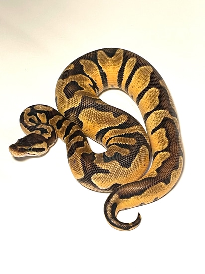 Pastel Enchi Het Sunset Ball Python by Thunderstruck Ball Pythons
