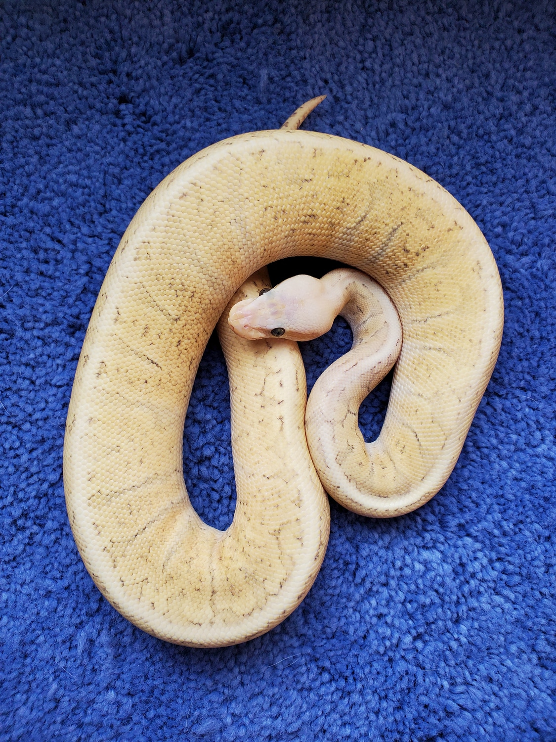 Ghi Dragonfly Ball Python by Wolfsong Exotics - MorphMarket