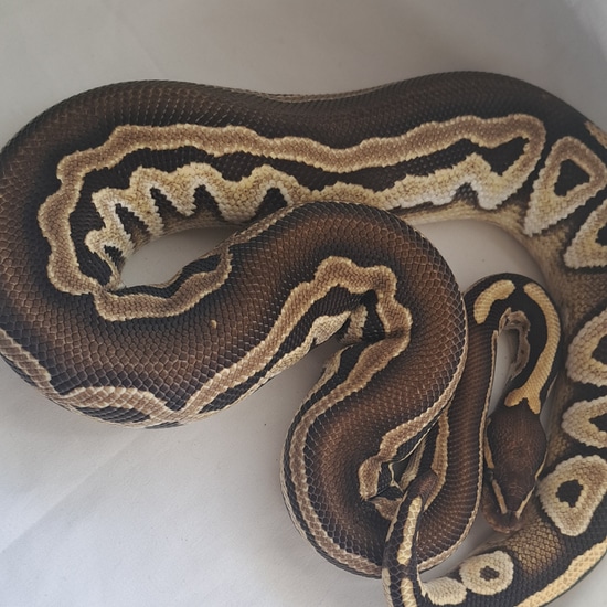 Mojave Tristripe Ball Python by Baby L's Reptiles