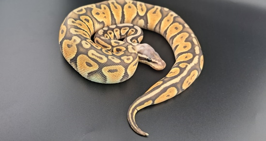 Super Pastel Hypo 66% HET DG Ball Python by Baby L's Reptiles