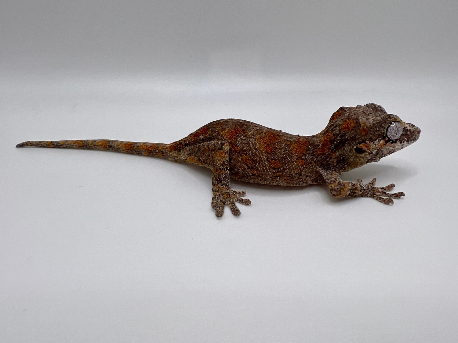 Orange Blotch Gargoyle Gecko by RisingSunExotics - MorphMarket