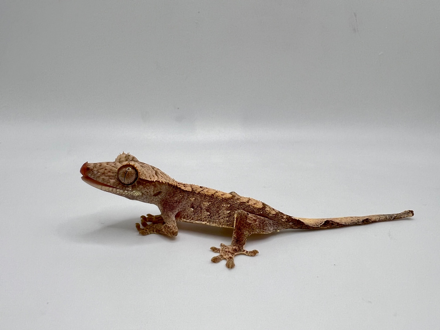 Flame W/ Dalmatian Spots Crested Gecko by RisingSunExotics - MorphMarket