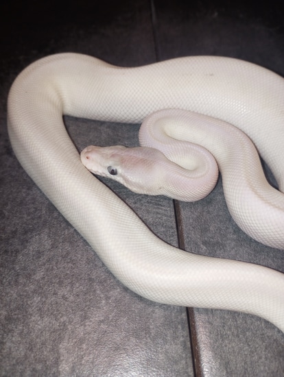 Super Mojave Visual OR Het Desert Ghost 66% Het VPI Axanthic 50% Het ...