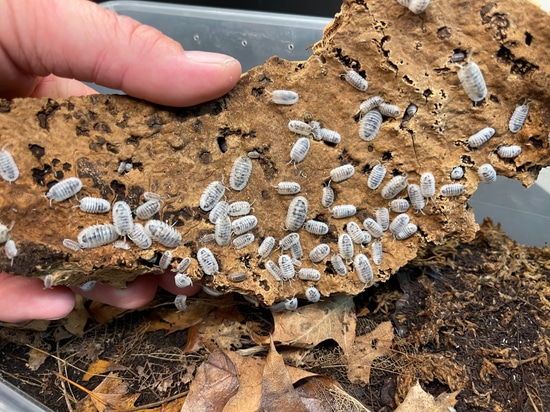 Shiro Utsuri Isopods 10Ct by Tice Reptiles