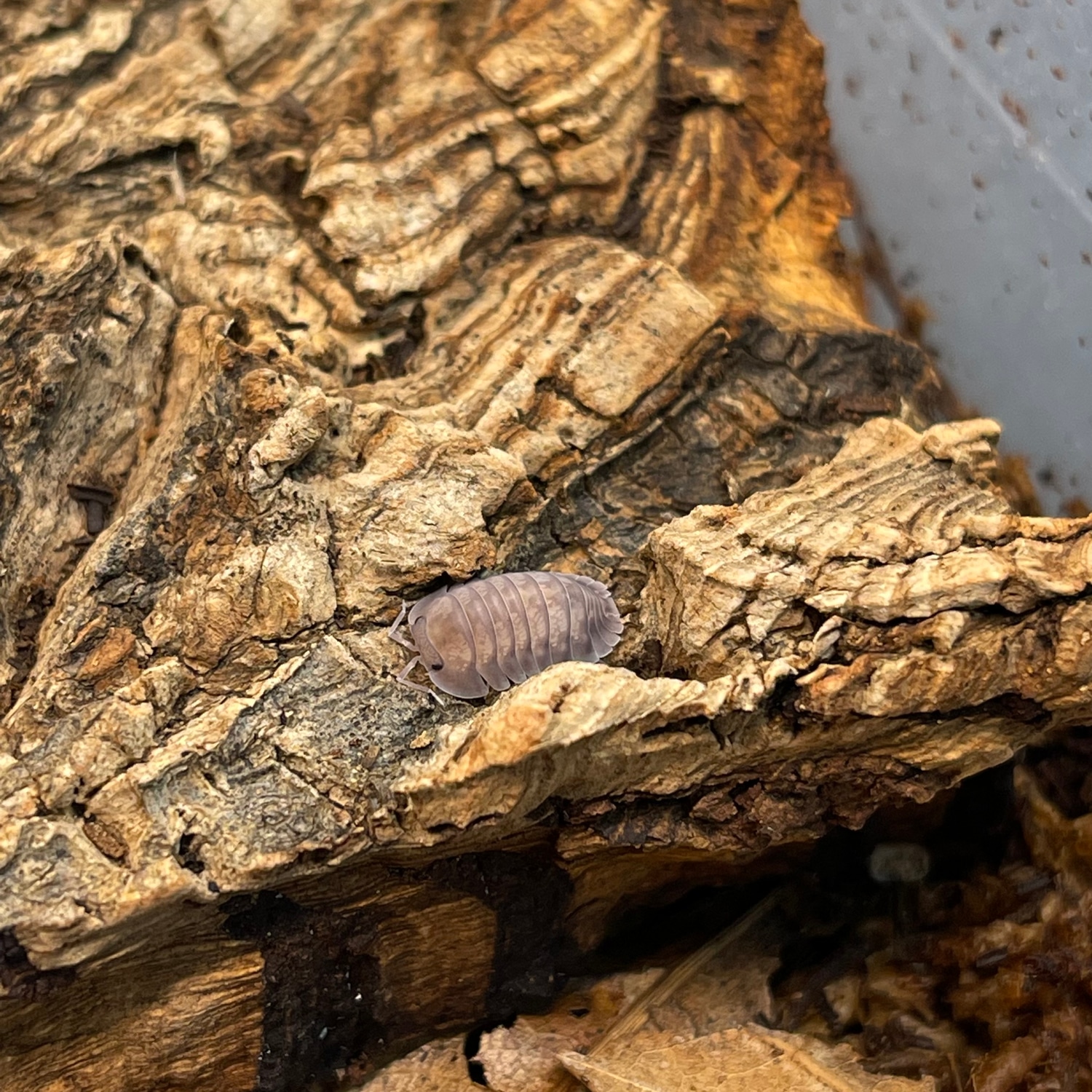 Silver Ghost 10ct’s Isopod by Tice Reptiles - MorphMarket