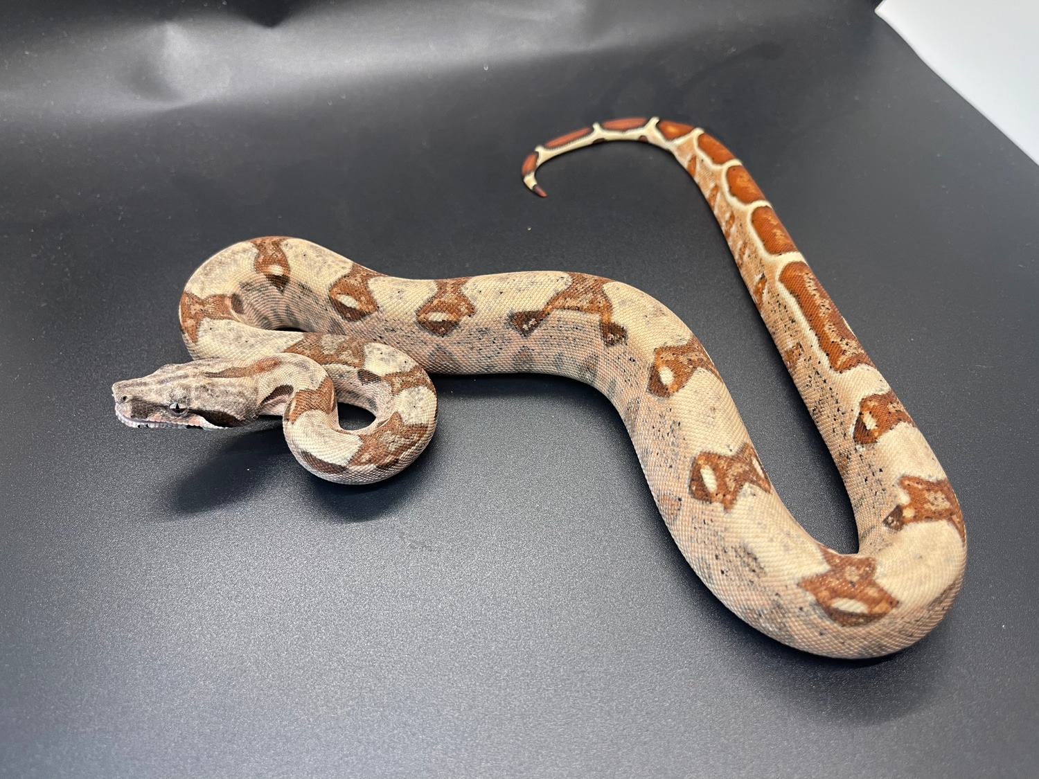 Salmon Hypo Aby Line Boa Constrictor by Tice Reptiles - MorphMarket