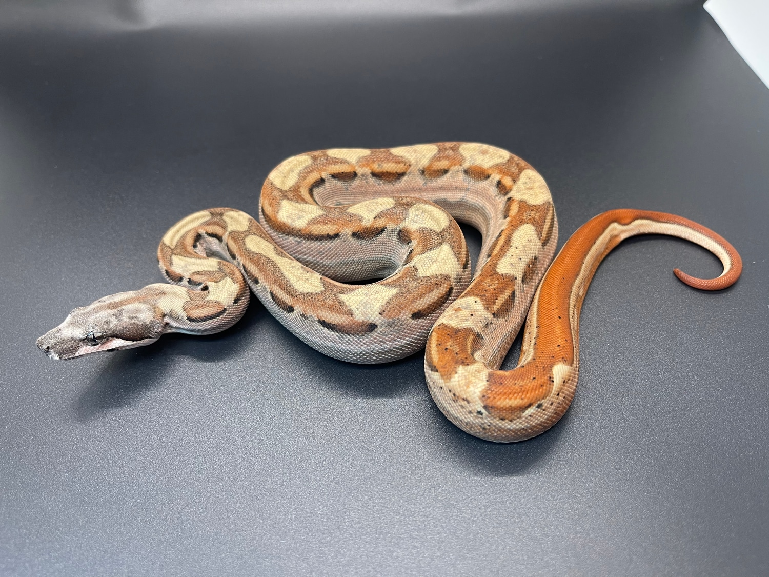 Salmon Hypo Jungle Motley Aby Boa Constrictor by Tice Reptiles ...