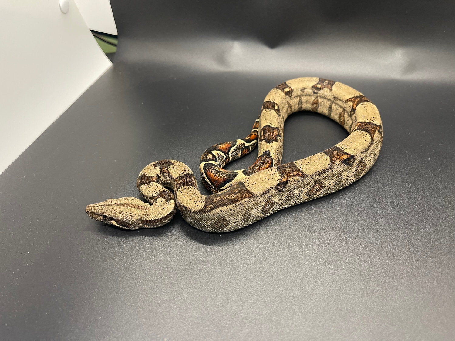 Normal Boa Constrictor by Tice Reptiles - MorphMarket