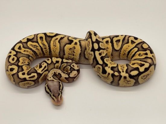 GHI Firefly Ball Python by Tice Reptiles
