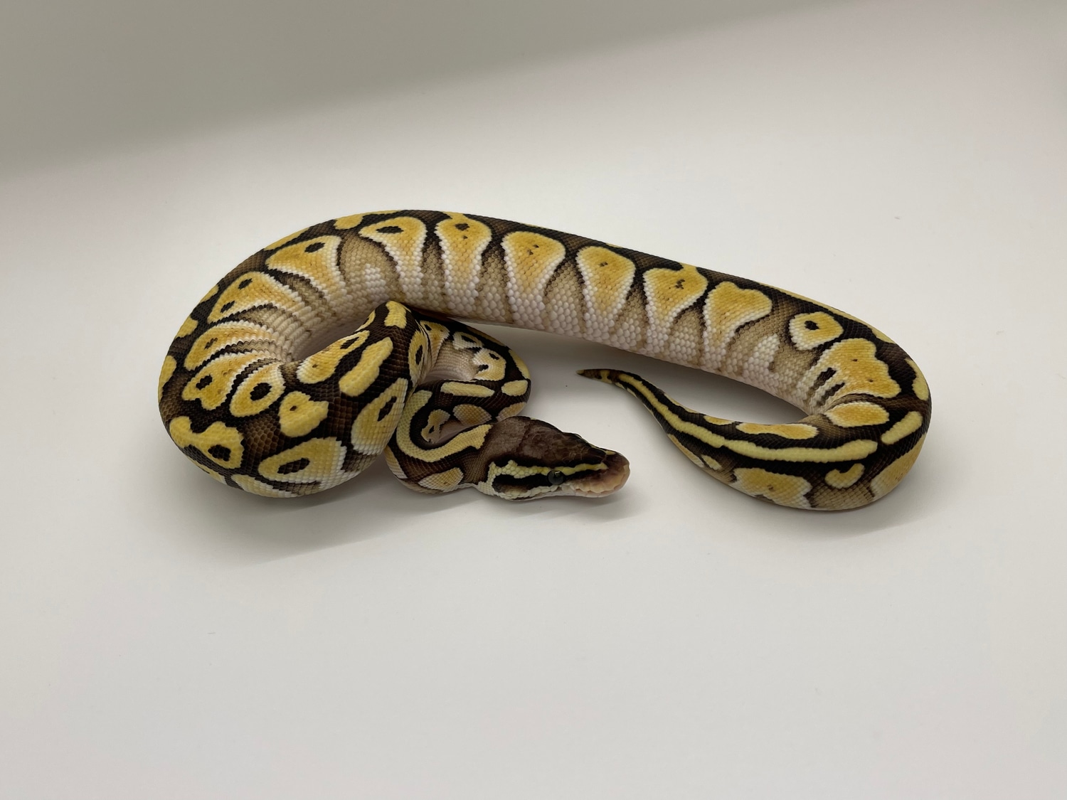 Pastel Lesser Ball Python by Tice Reptiles - MorphMarket