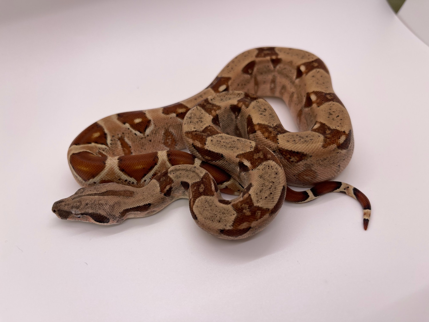 Salmon Hypo Aby Line Boa Constrictor by Tice Reptiles - MorphMarket