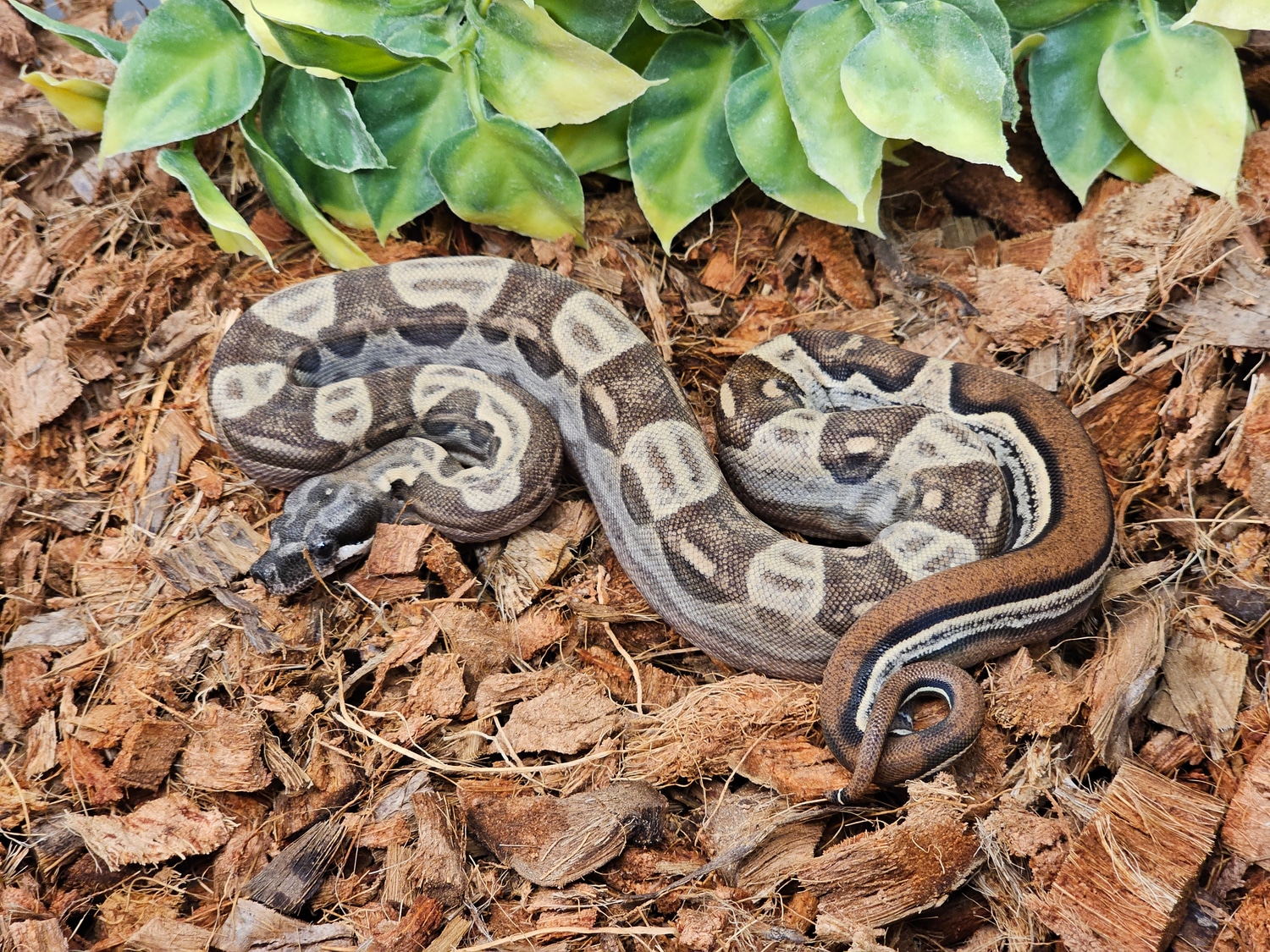 Pastel Dream Jungle Motley Boa Constrictor by Tice Reptiles - MorphMarket