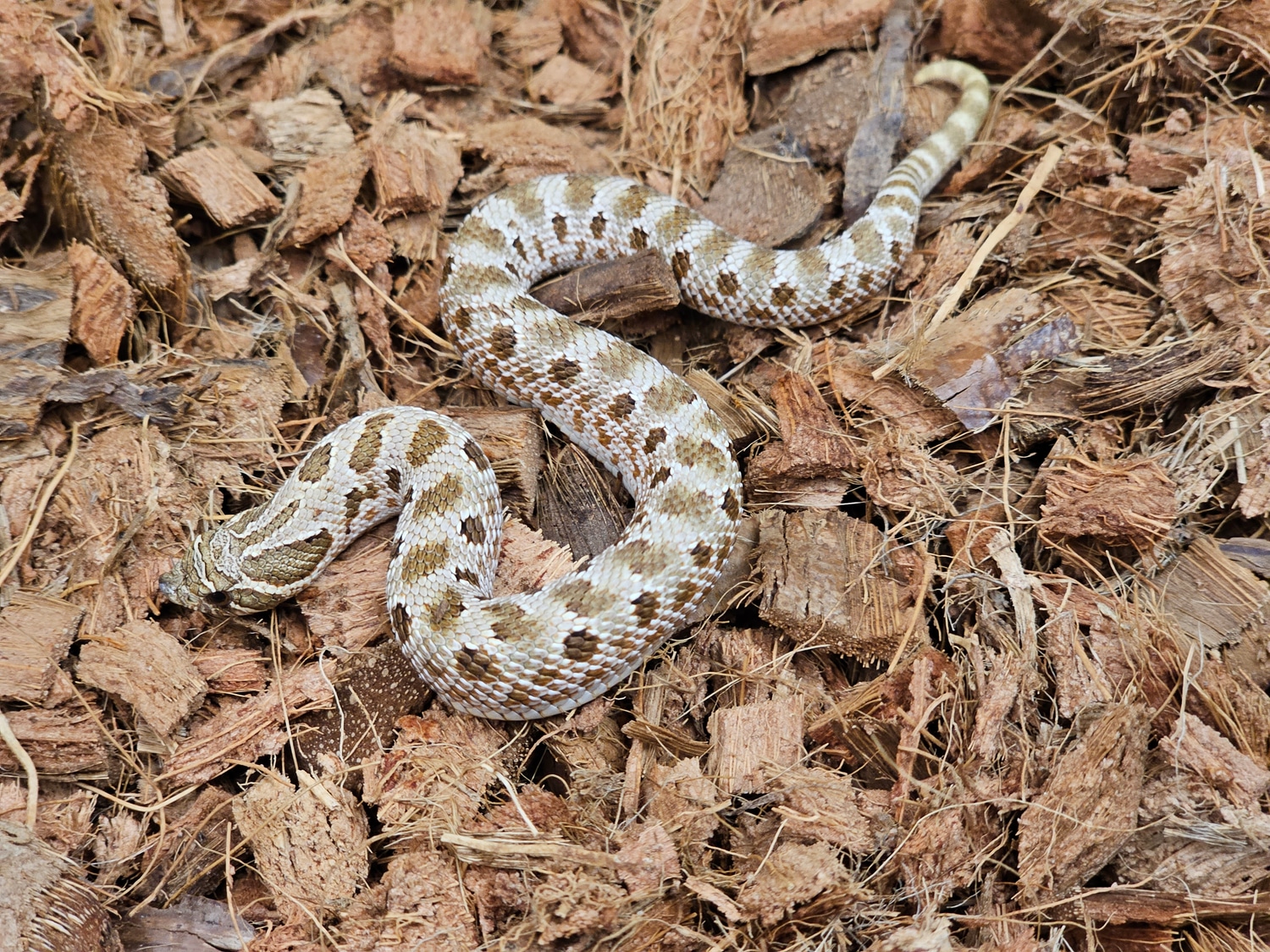 Conda 66% Poss DH Lavender/Hypo Western Hognose by Tice Reptiles ...