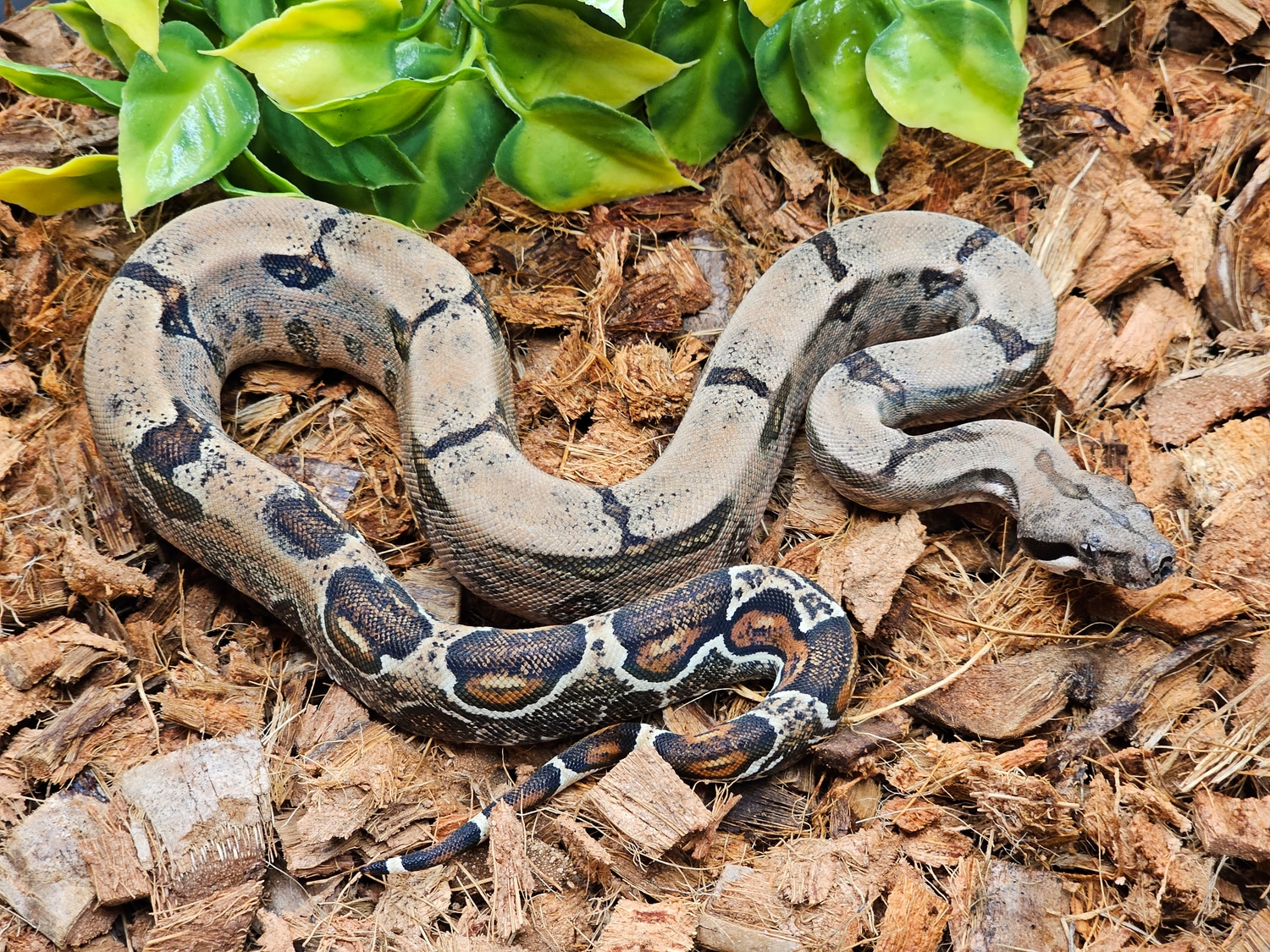 Pastel Dream Boa Constrictor by Tice Reptiles - MorphMarket