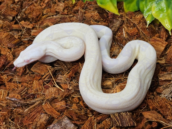 Sharp Snow Boa Constrictor by Tice Reptiles
