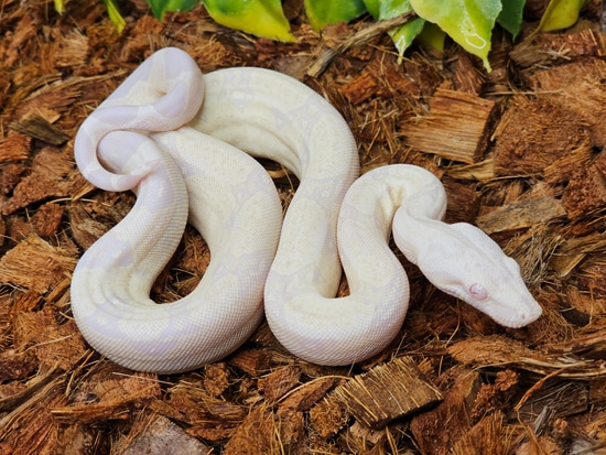 Sharp Snow Boa Constrictor by Tice Reptiles