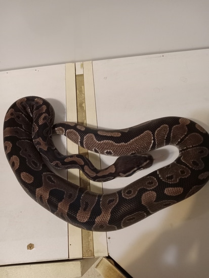 Het Red Axanthic Yellowbelly Vpi Double Het Jollif Albino Ball Python ...