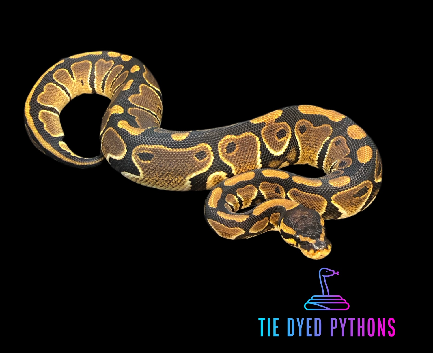 Het Ultramel Pos Het Cryptic/Pied Ball Python by Tie Dyed Pythons ...