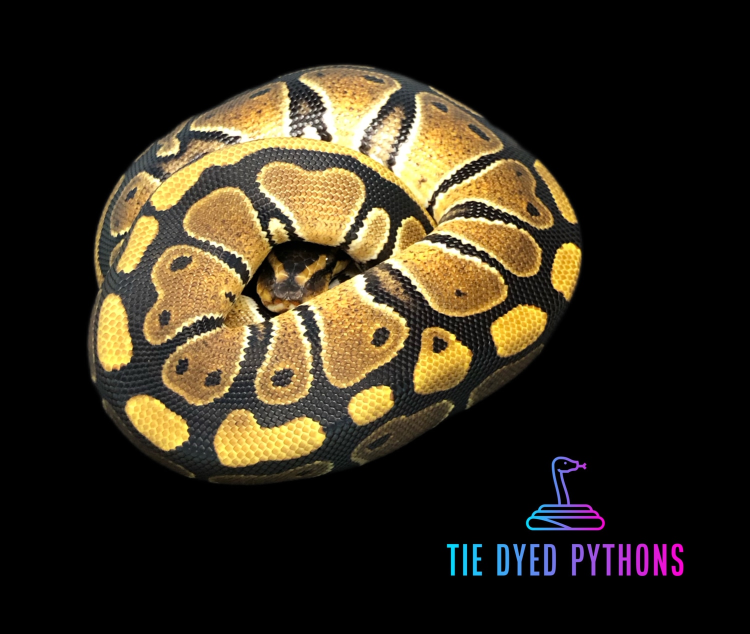 Het Clown Ball Python by Tie Dyed Pythons - MorphMarket