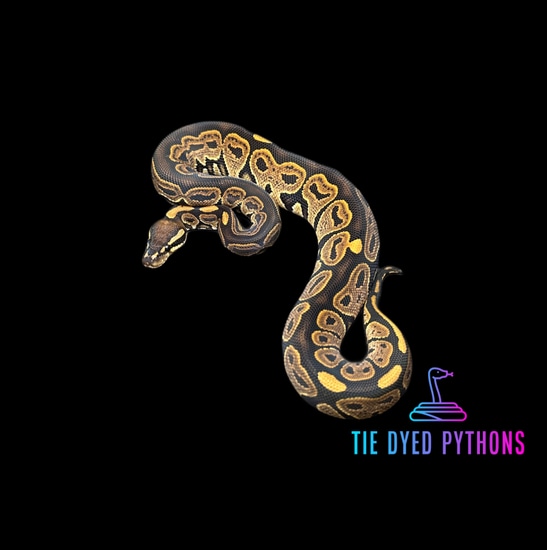 Black Pastel Pos Het Ultramel Ball Python by Tie Dyed Pythons