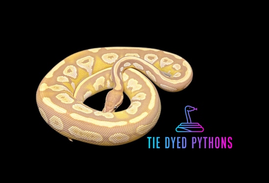 Ultramel Mojave Pos Het Cryptic/Pied Ball Python by Tie Dyed Pythons