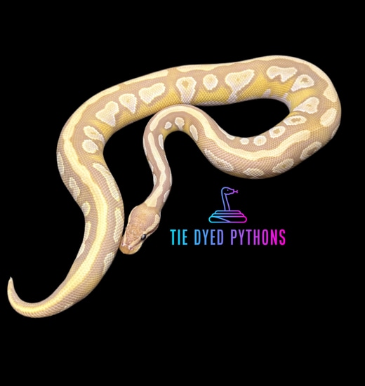 Ultramel Mojave Pos Het Cryptic/Pied Ball Python by Tie Dyed Pythons