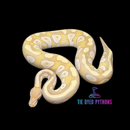 Tie Dyed Pythons - MorphMarket